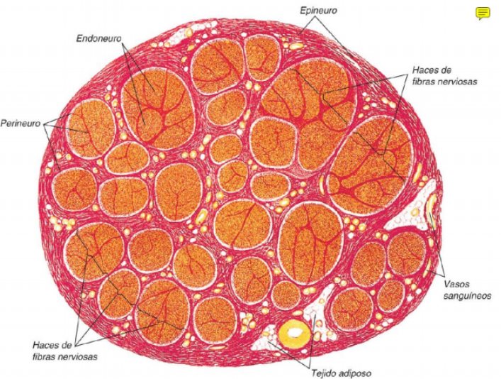 HISTOLOGÍA on emaze