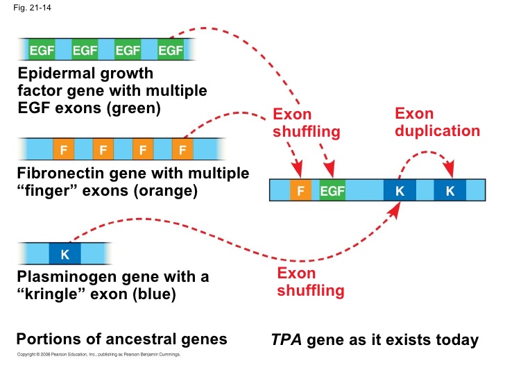 Genome Evolution on emaze