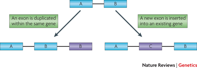 Genome Evolution on emaze