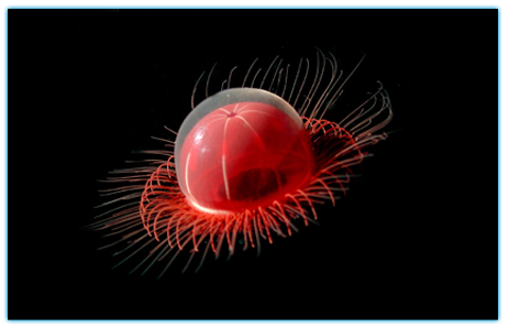 bioluminescence at emaze Presentation