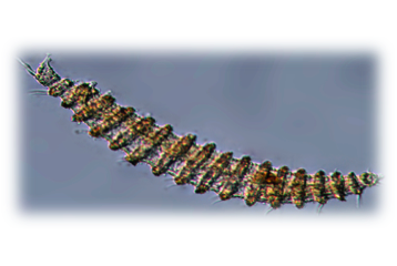 Nematode at emaze Presentation