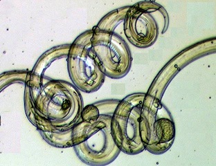Nematode on emaze