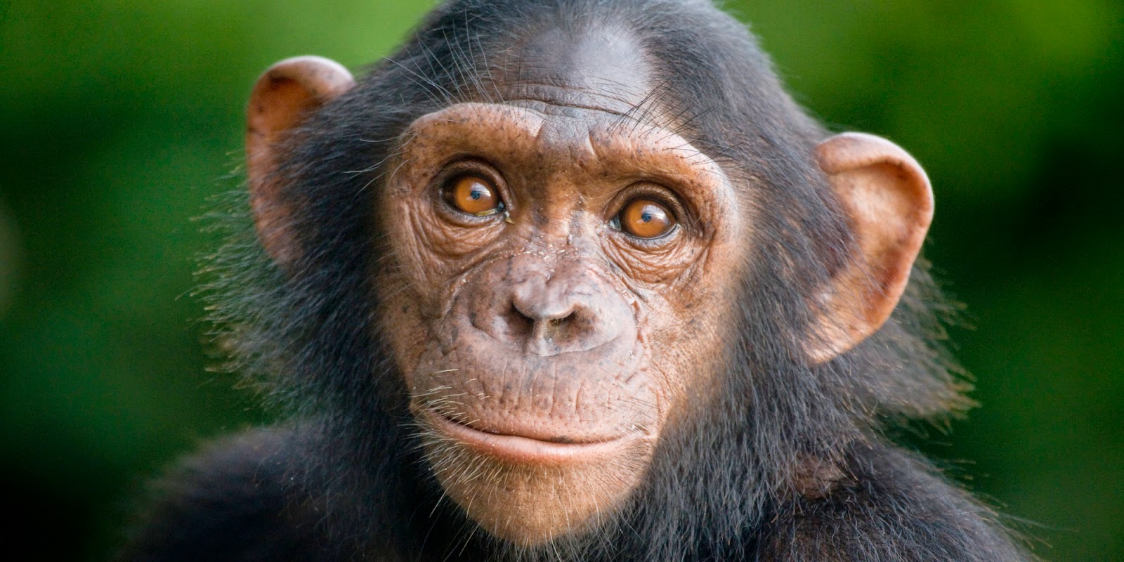 El chimpancé común on emaze