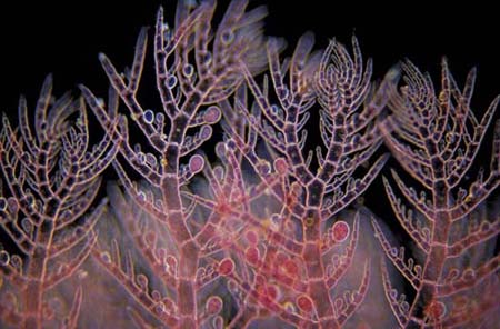 REINO PROTOCTISTA at emaze Presentation