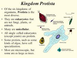 Domains Of Protista on emaze