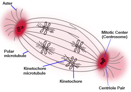 Centrosome Definition