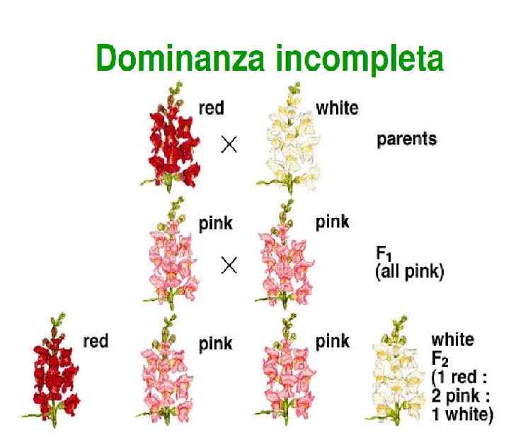 11.SCIENZE.La genetica on emaze