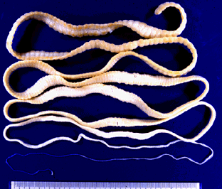 Platelmintos at emaze Presentation