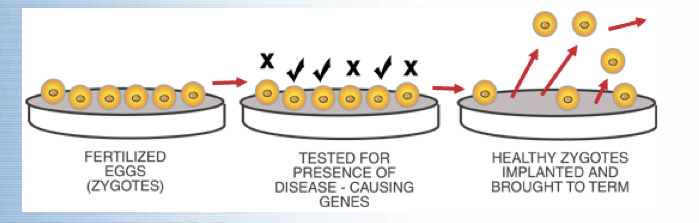 Human Germline Genetic Modification at emaze Presentation