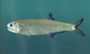 Bay Anchovy at emaze Presentation