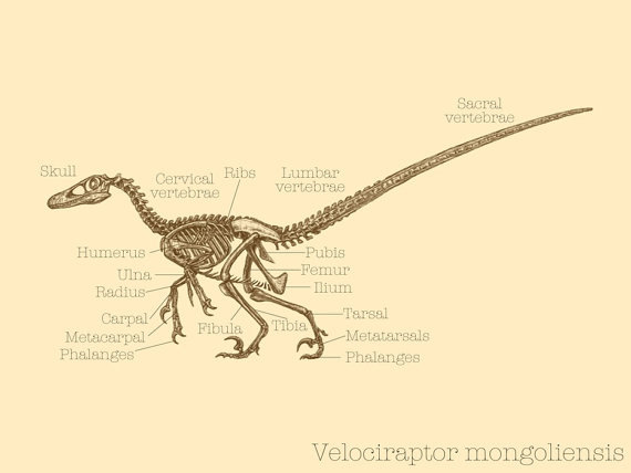 velociraptor on emaze
