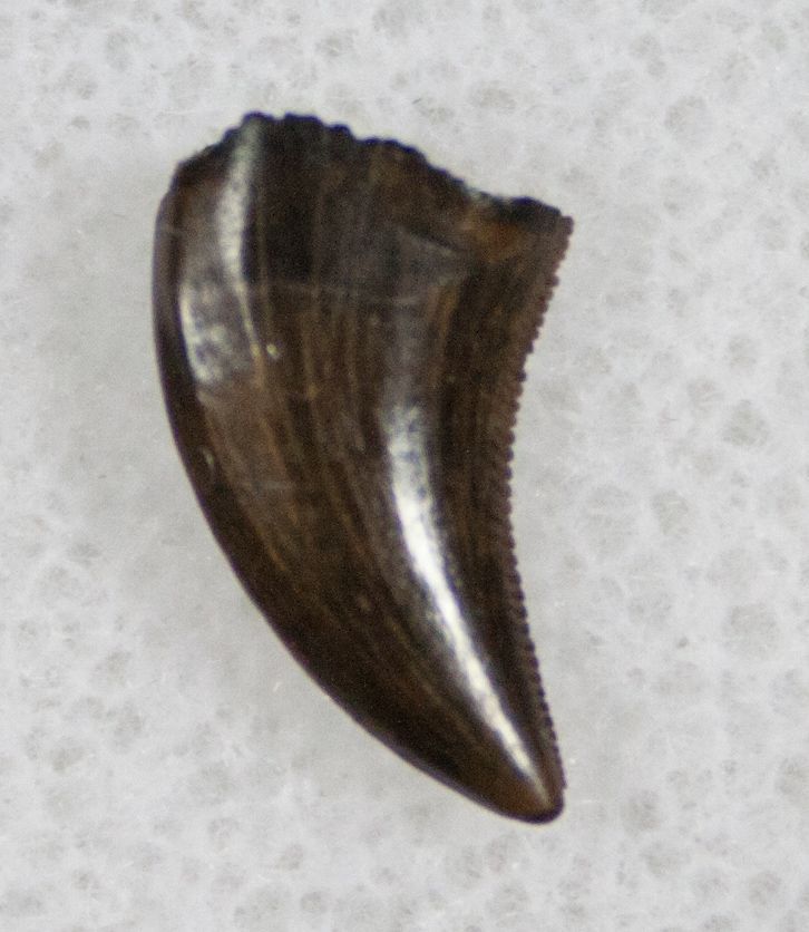 velociraptor on emaze