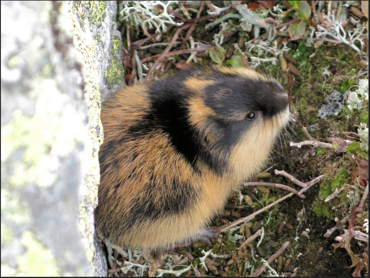 By Nicole Wong on emaze