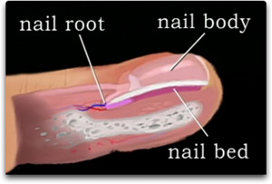 The Integumentary System on emaze