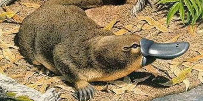 Australia- Društvene odlike on emaze