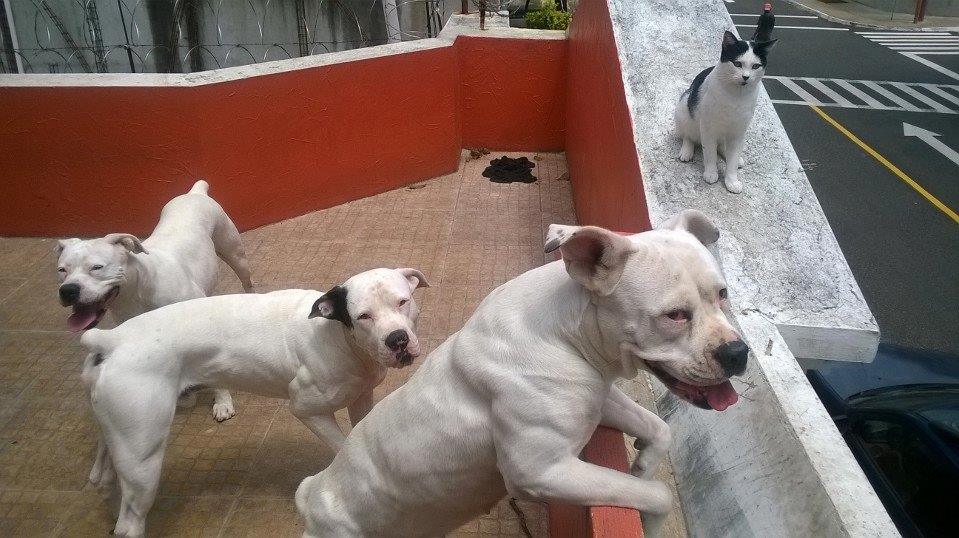 My favorite Pet at emaze Presentation