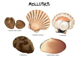 Endangered Speices on emaze