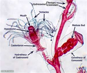 GENUS OBELIA on emaze