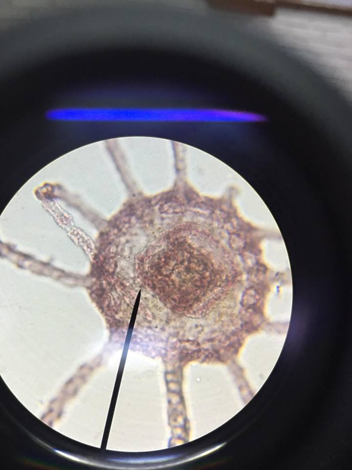 GENUS OBELIA at emaze Presentation