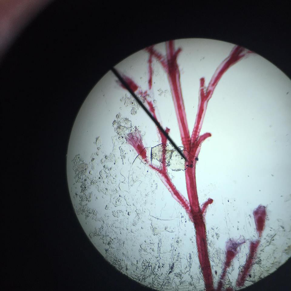 GENUS OBELIA at emaze Presentation