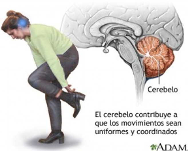 Cerebro humano on emaze