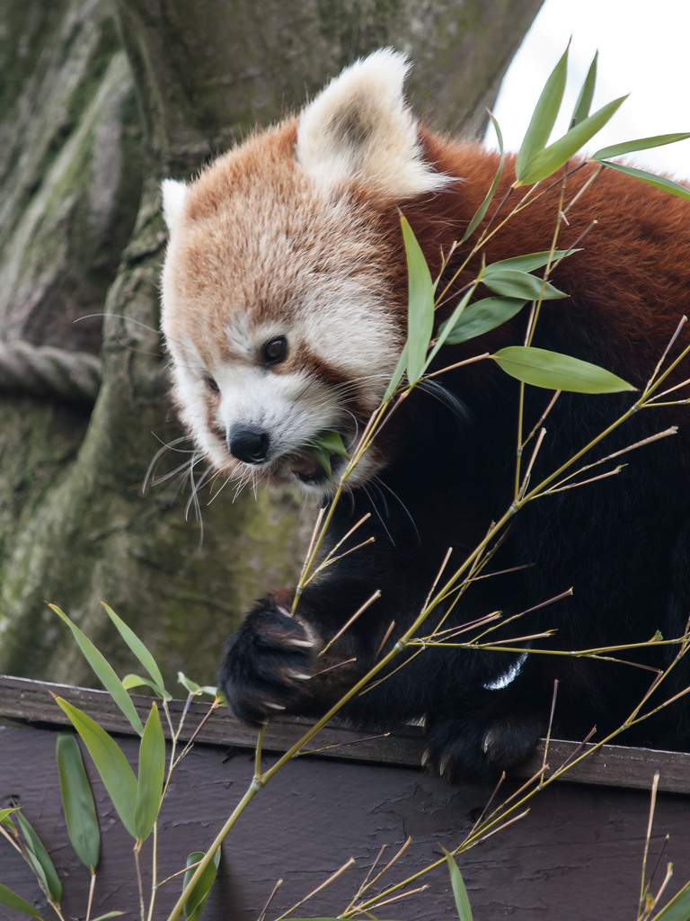 the red panda at emaze Presentation