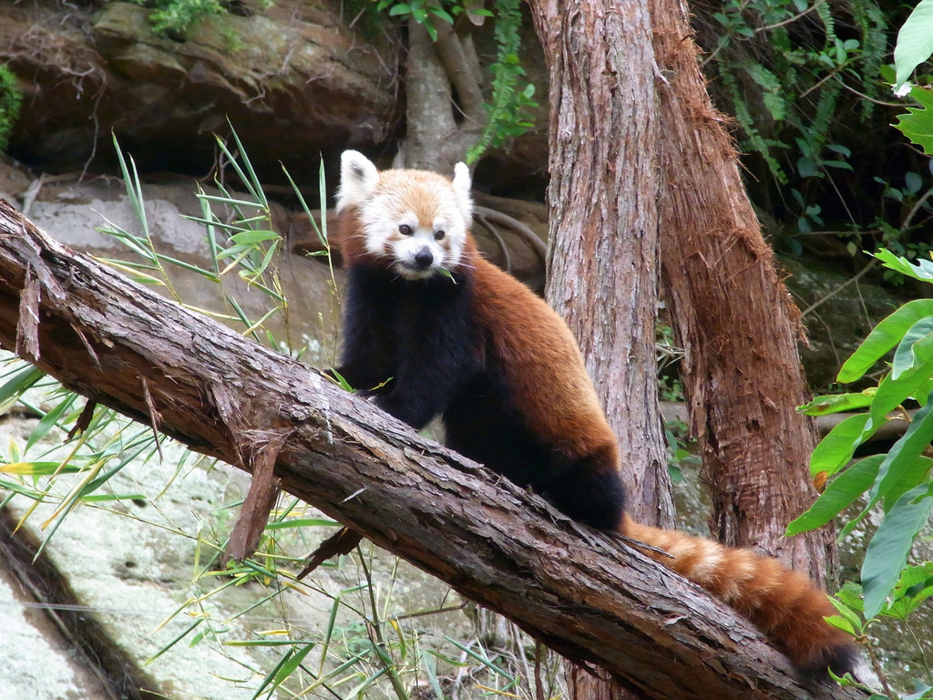 the red panda at emaze Presentation