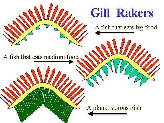 Presentation Name on emaze