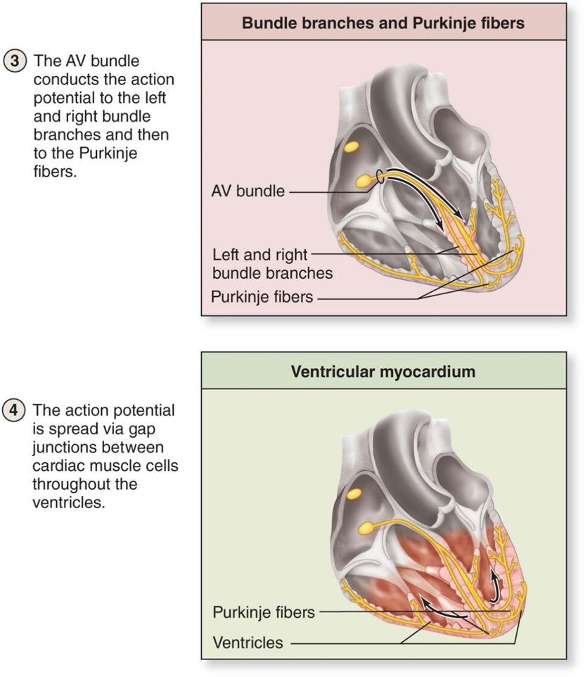 19.5a The Heart’s Conduction System on emaze