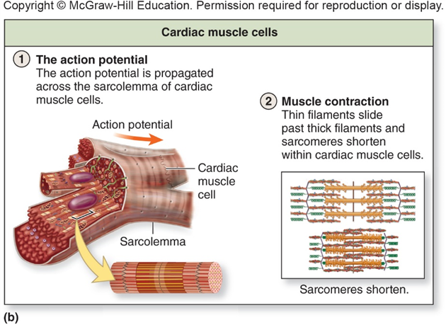 19.5a The Heart’s Conduction System on emaze