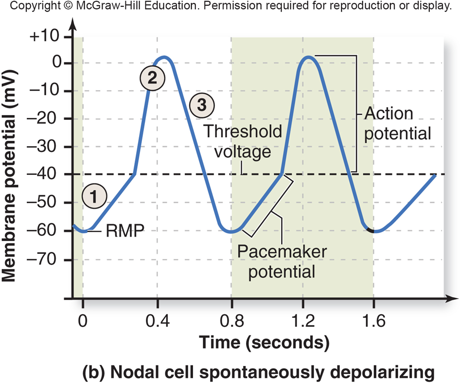 19.5a The Heart’s Conduction System on emaze