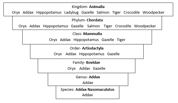 The Addax (Science) at emaze Presentation