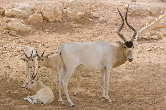 The Addax (Science) on emaze