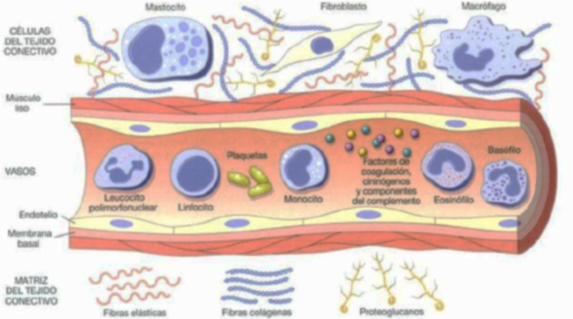 Inflamación aguda.pptx on emaze