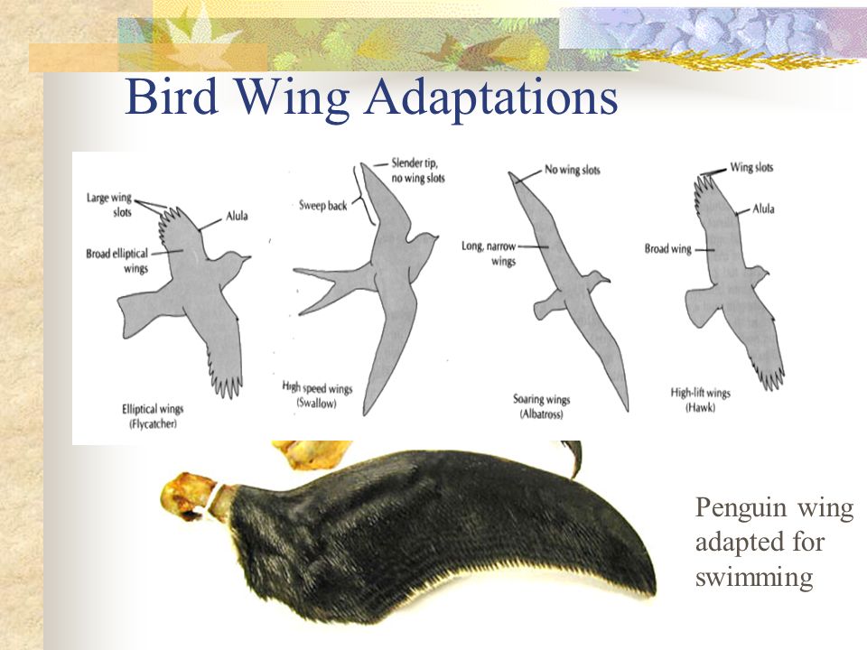 How Birds Fly by Emma on emaze