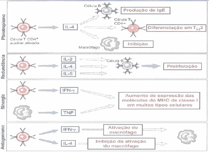 PROPRIEDADES GERAIS DAS CITOCINAS.pptx on emaze