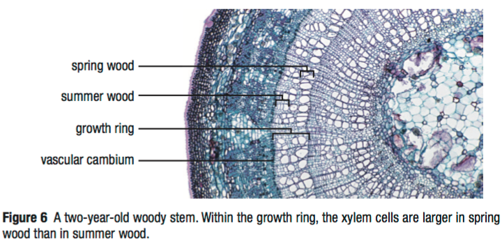 Plants: Anatomy, on emaze