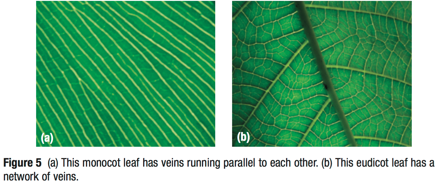 Plants: Anatomy, on emaze