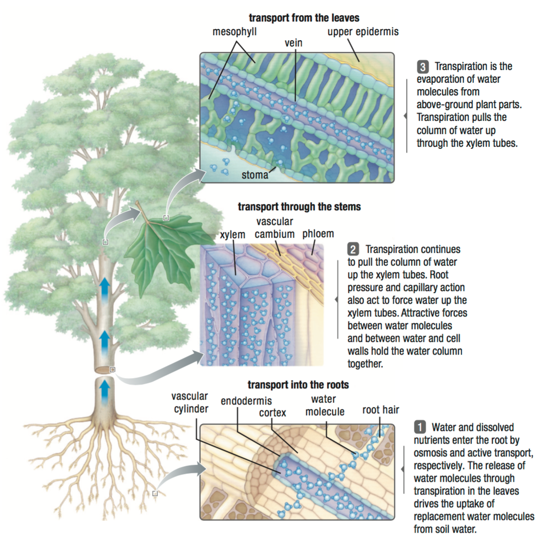 Plants: Anatomy, on emaze
