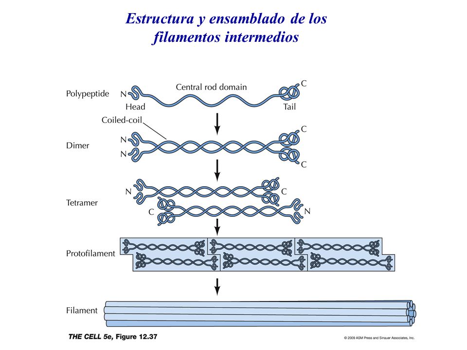 Citoesqueleto on emaze