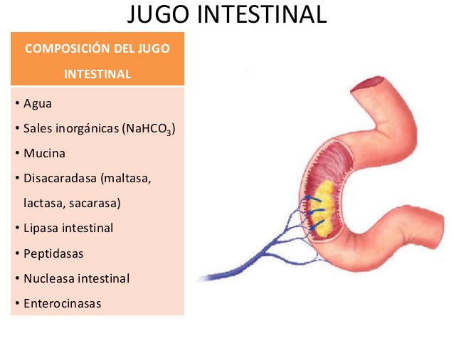 AyFdigestivo on emaze