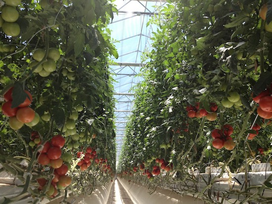 Sustainable Sourcing - Alternative Growing Methods Final Presentation ...