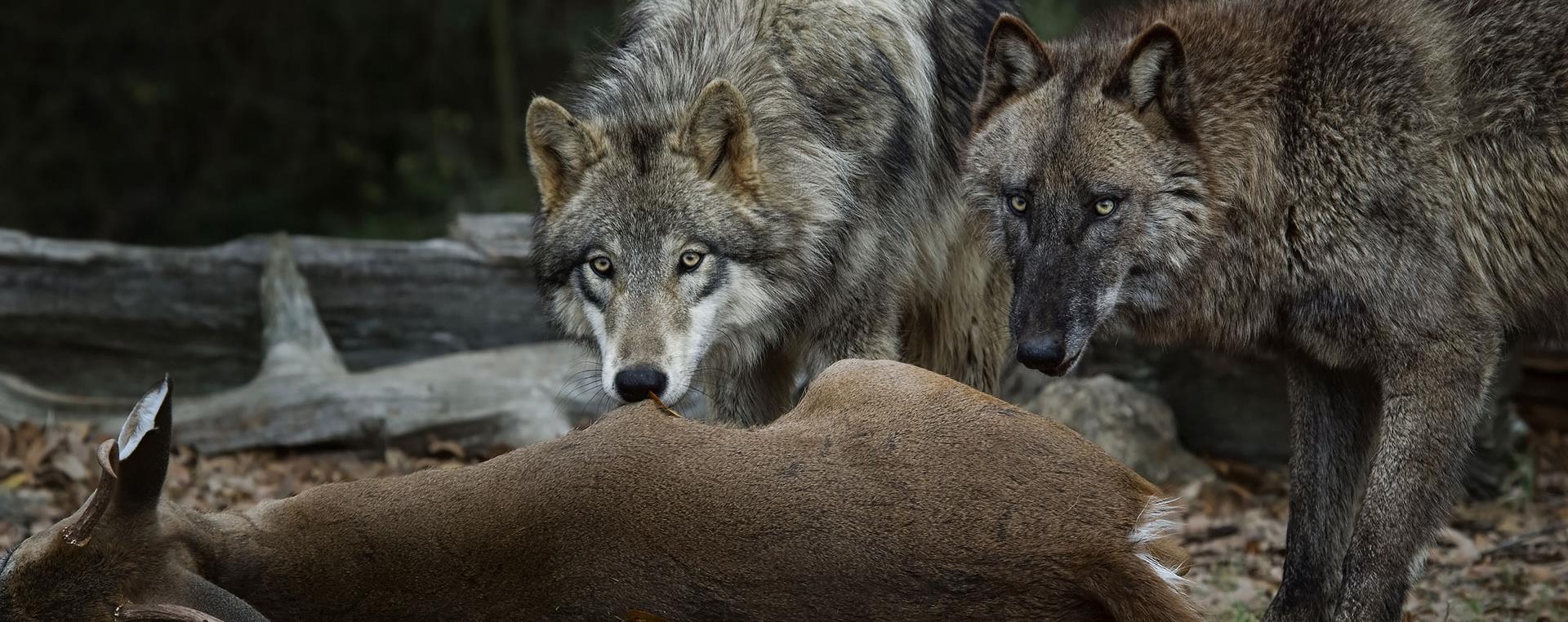 Gray Wolves at emaze Presentation