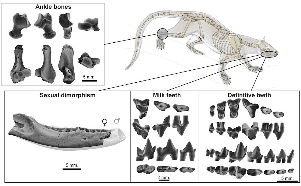 Tiger Evolution on emaze