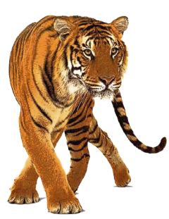 Tiger Evolution on emaze