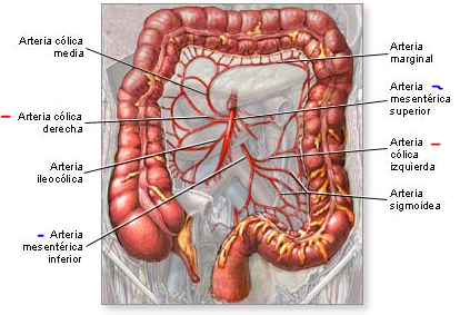 COLON anatofisio Rivera.pptx on emaze