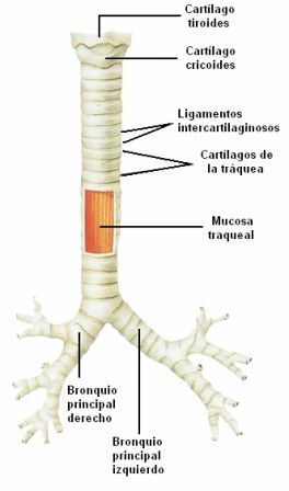 TRAQUEALa tráquea es on emaze
