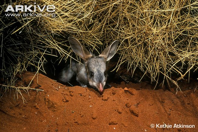 Bilby Presentation at emaze Presentation