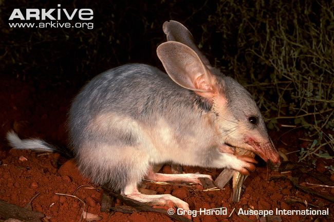 Bilby Presentation on emaze