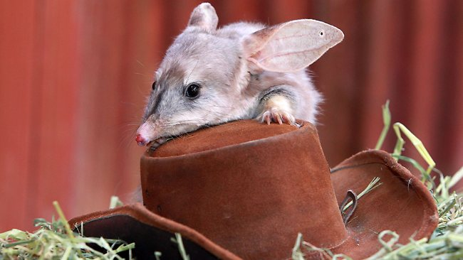 Bilby Presentation on emaze